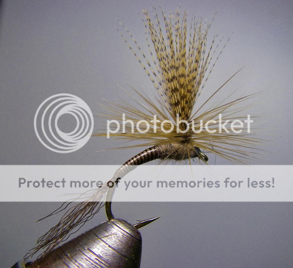 Quill Gordon Emerger | North Eastern Fly Fishing