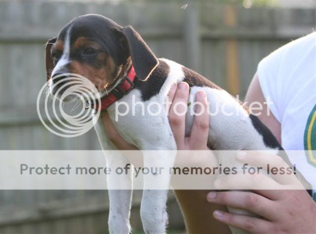 Barger Stock Feist pups - 24hourcampfire