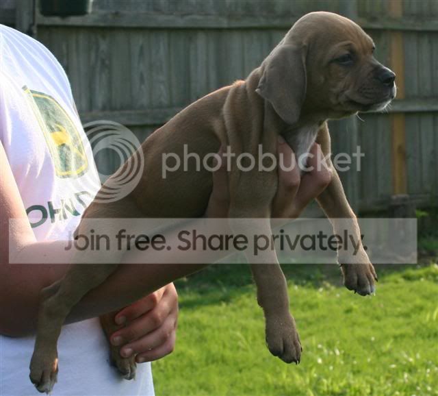 Barger Stock Feist pups - 24hourcampfire