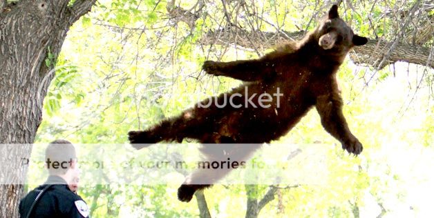 RIP Falling Bear | Jeep Enthusiast Forums